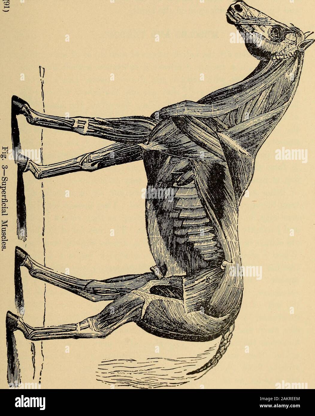 The stock owner's adviser; the breeding, rearing, management, diseases ...