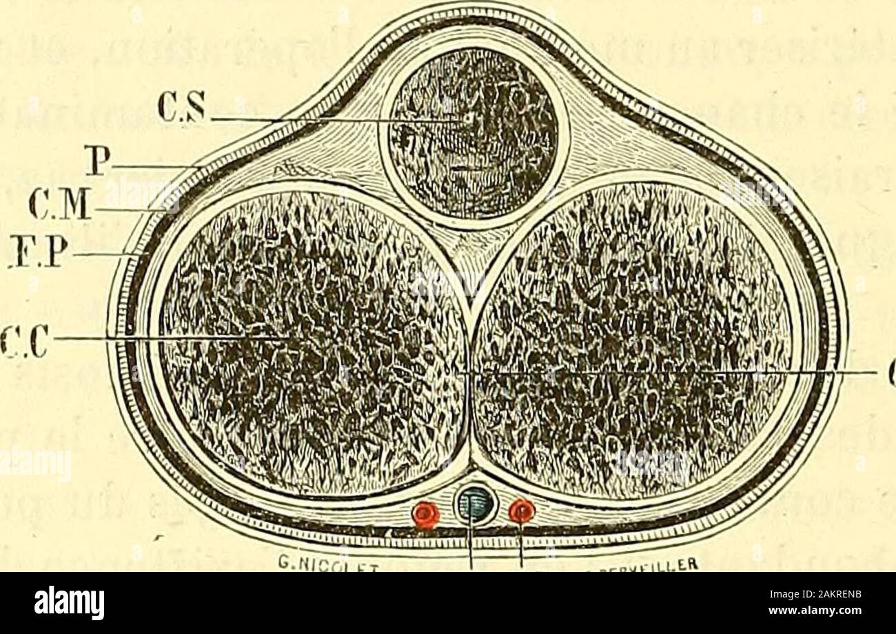 La composition de la peau hi-res stock photography and images - Alamy