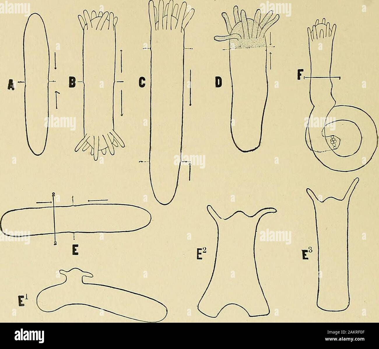 Regeneration . union. The pieces then pinch apart and producetwo hydras ...