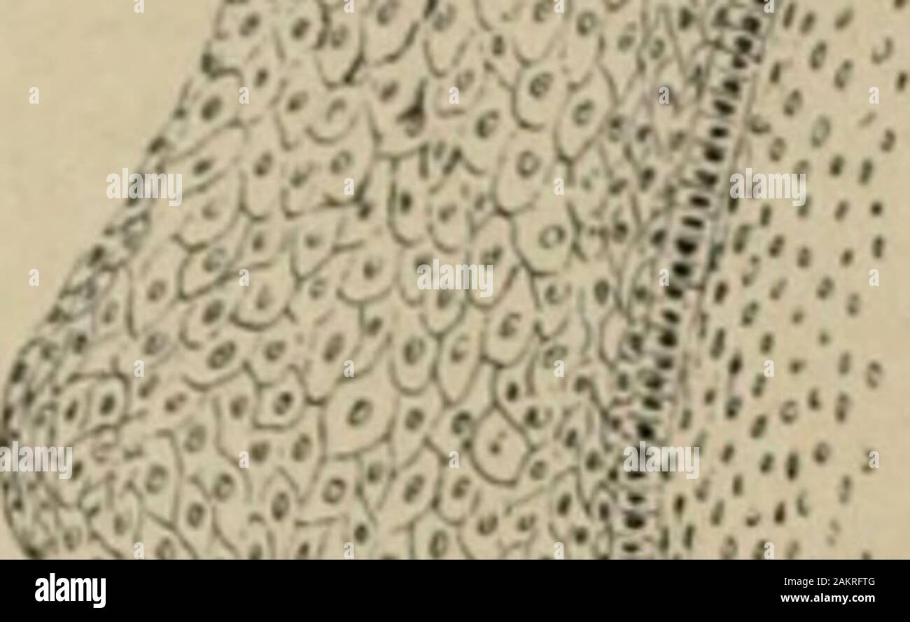 Ectodermal tissue hi-res stock photography and images - Alamy