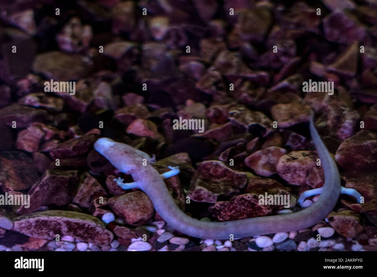 Salamander fish hi-res stock photography and images - Alamy