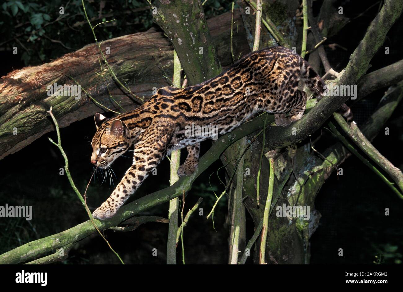 Full Grown Ocelot