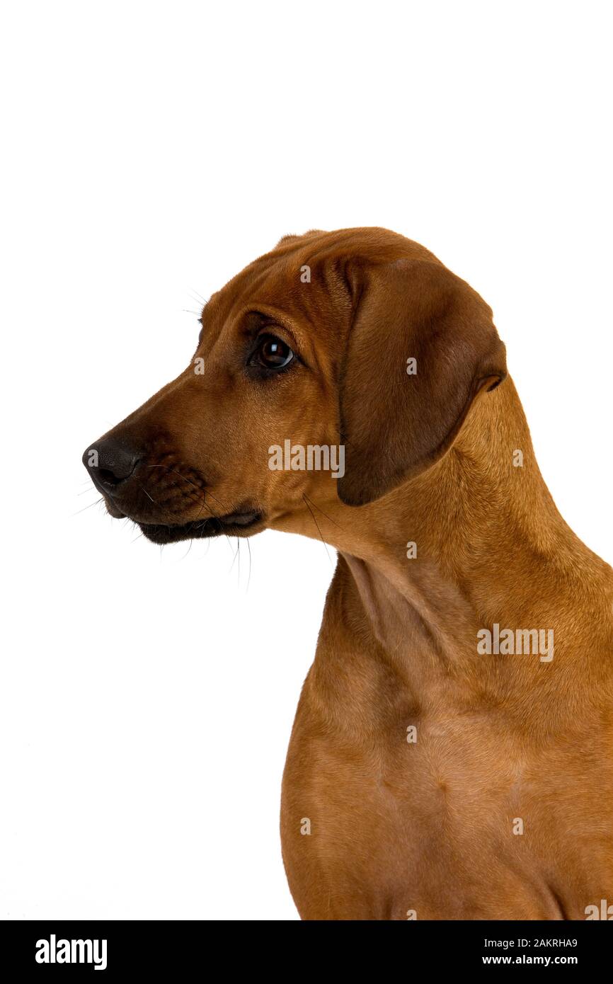 RHODESIAN RIDGEBACK DOG, PORTRAIT OF 3 MONTHS OLD PUP Stock Photo - Alamy