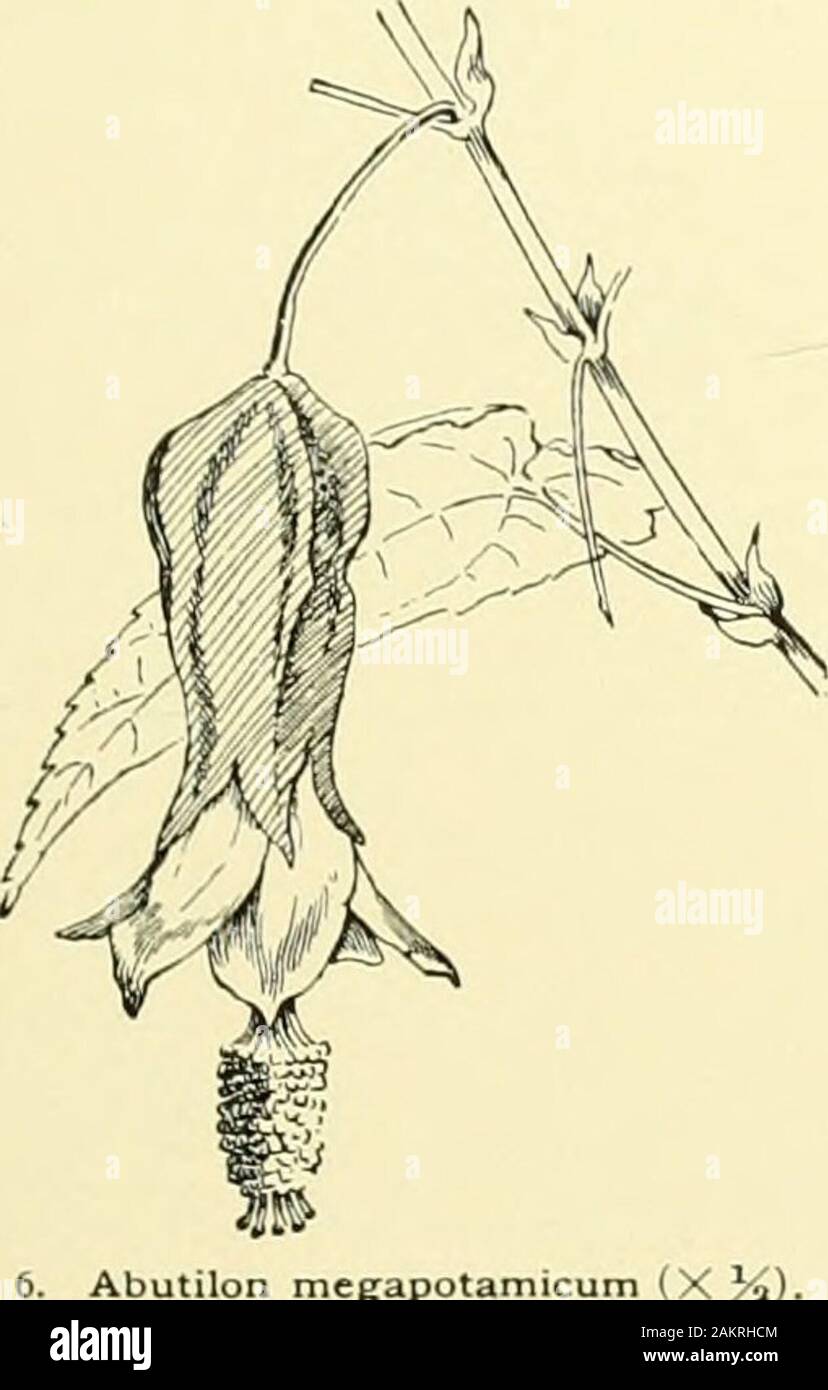 Lance ovate hi-res stock photography and images - Alamy