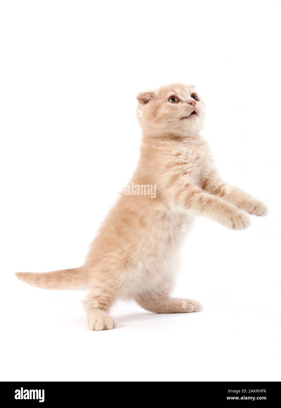 CREAM SCOTTISH FOLD KITTEN, PLAYING ON HIND LEGS AGAINST WHITE ...