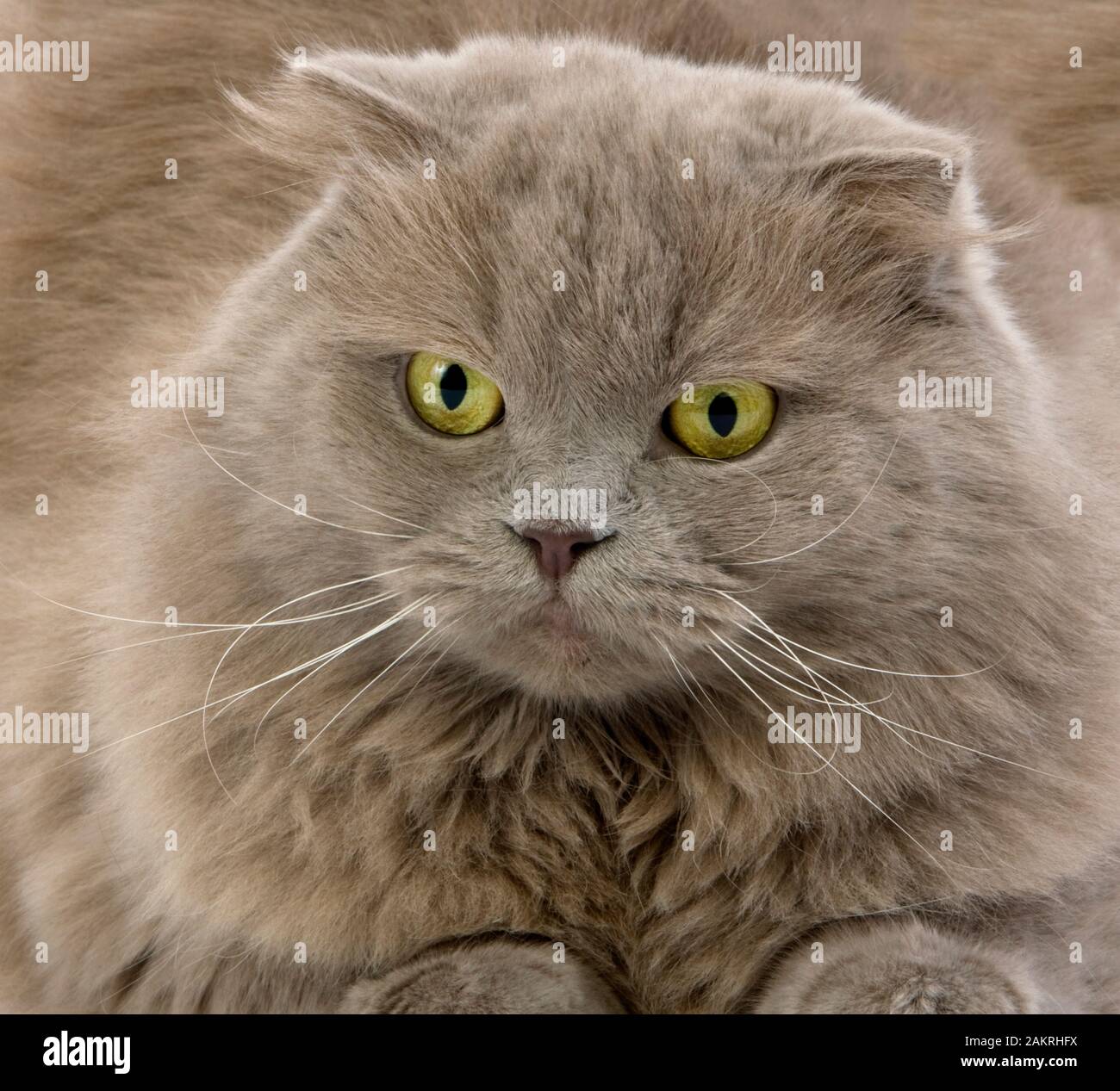 LILAC SELF HIGHLAND FOLD OR LILAC SELF SCOTTISH FOLD LONGHAIR FEMALE ...