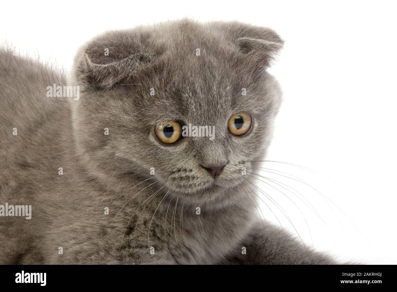 BLUE SCOTTISH FOLD CAT, 2 MONTHS OLD KITTEN AGAINST WHITE BACKGROUND ...