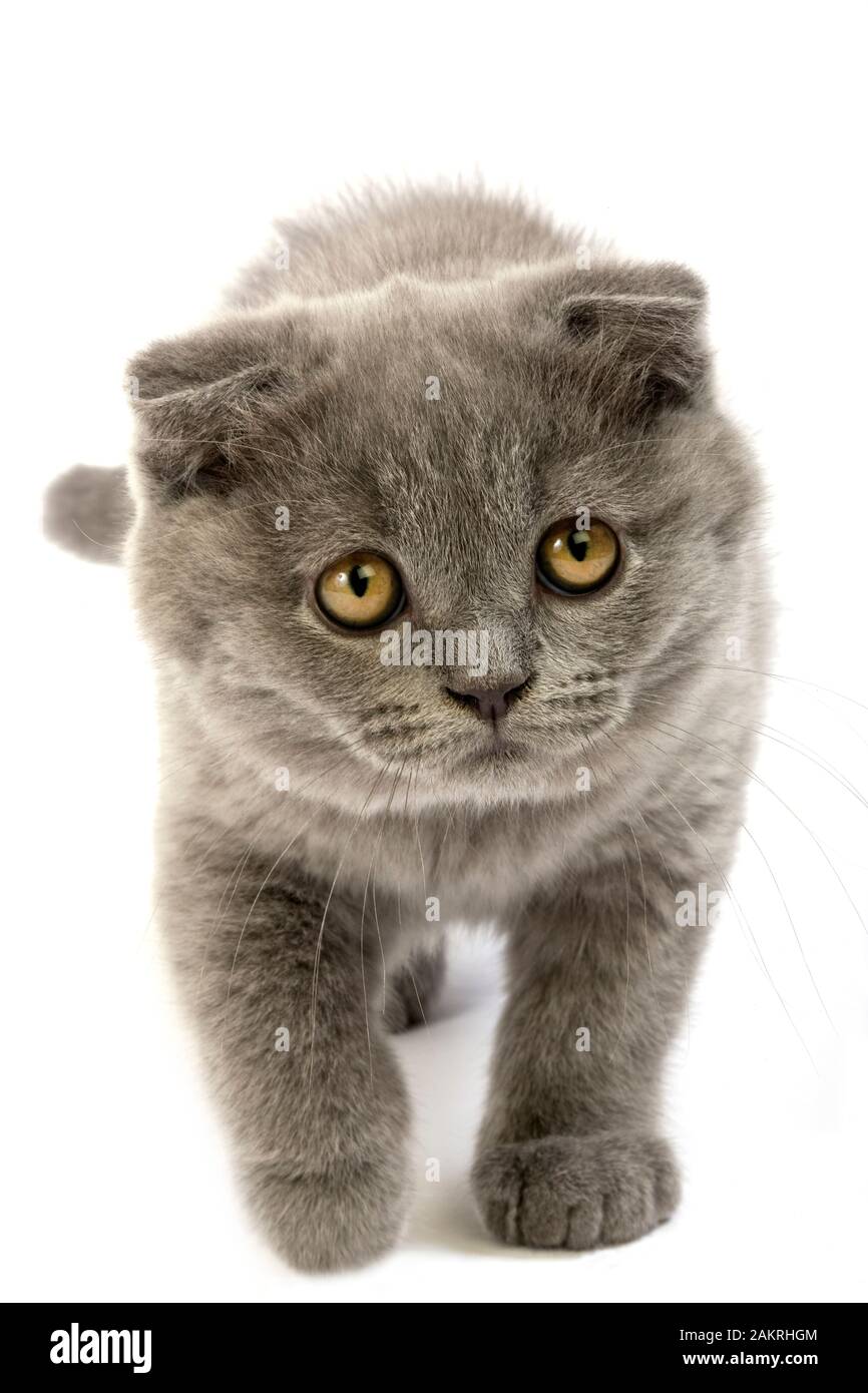 BLUE SCOTTISH FOLD CAT, 2 MONTHS OLD KITTEN AGAINST WHITE BACKGROUND ...