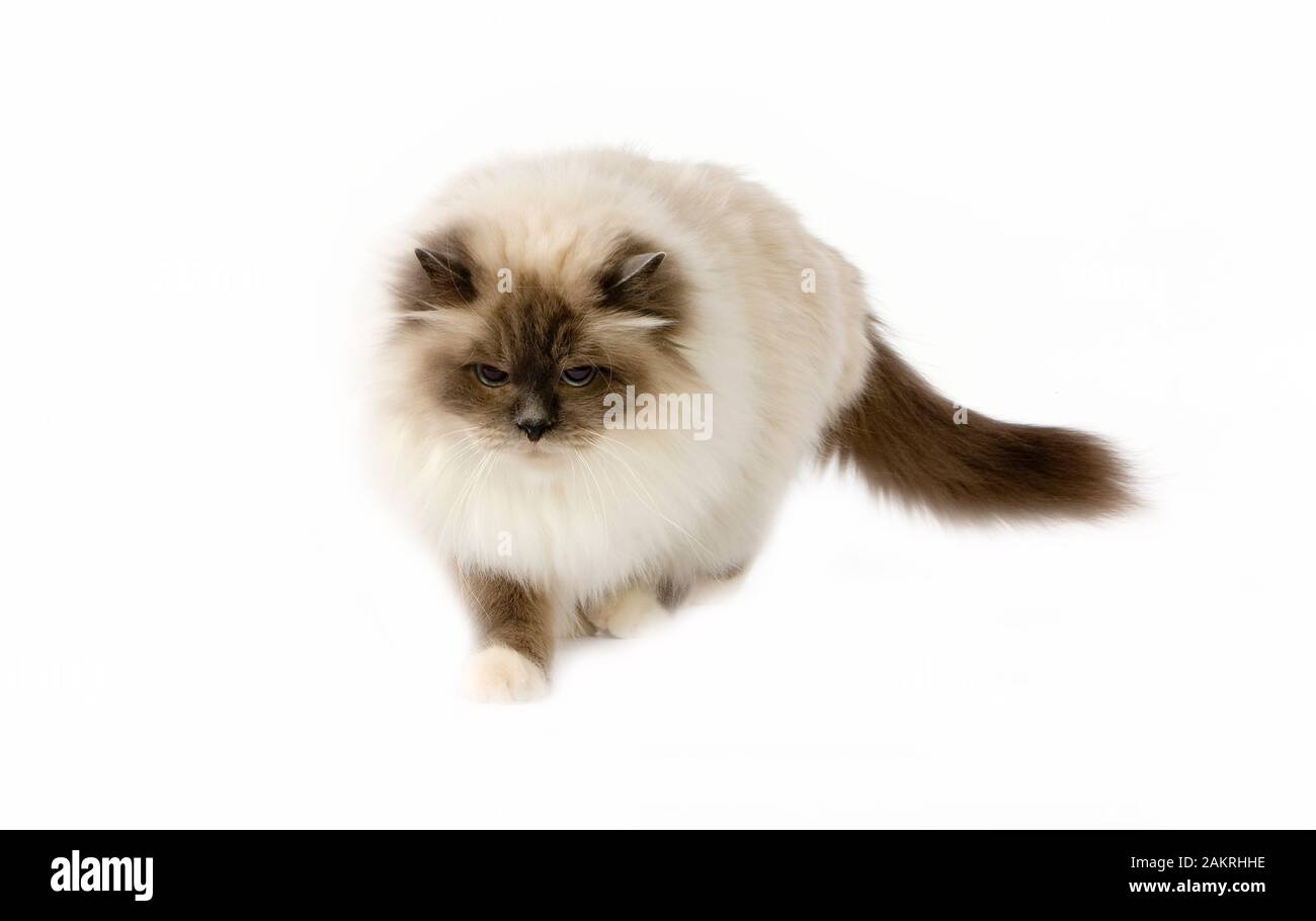 BLUE BIRMANESE CAT AGAINST WHITE BACKGROUND Stock Photo - Alamy