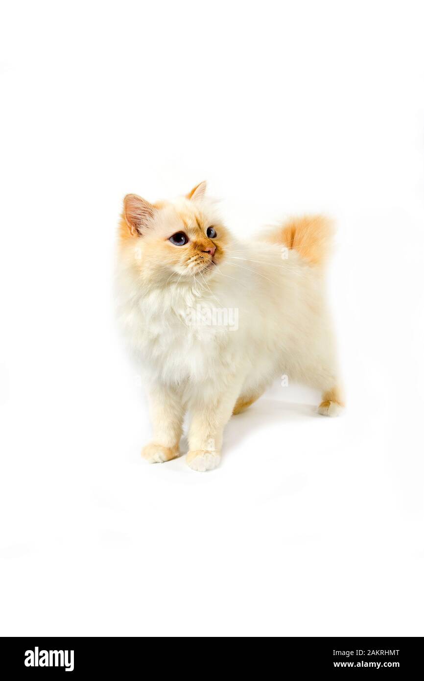 Red birmanese cat hi-res stock photography and images - Alamy