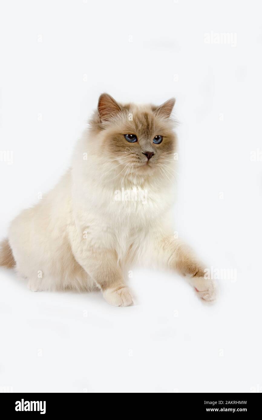 Birmanese cat hi-res stock photography and images - Alamy