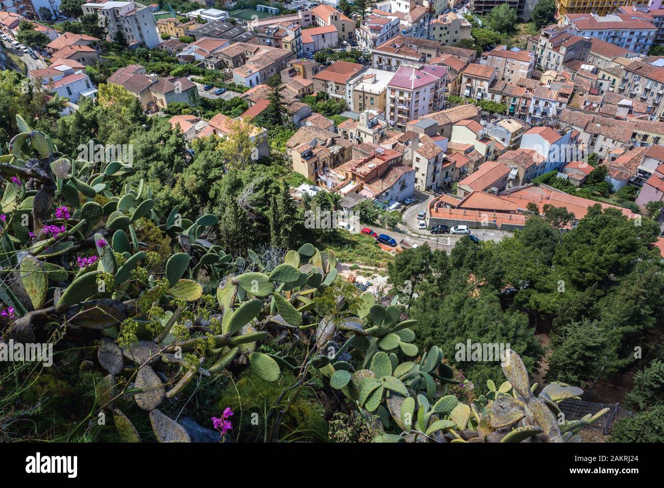 Opuntia plant on a slope of Rocca di Cefalu rock massif in Cefalu city ...
