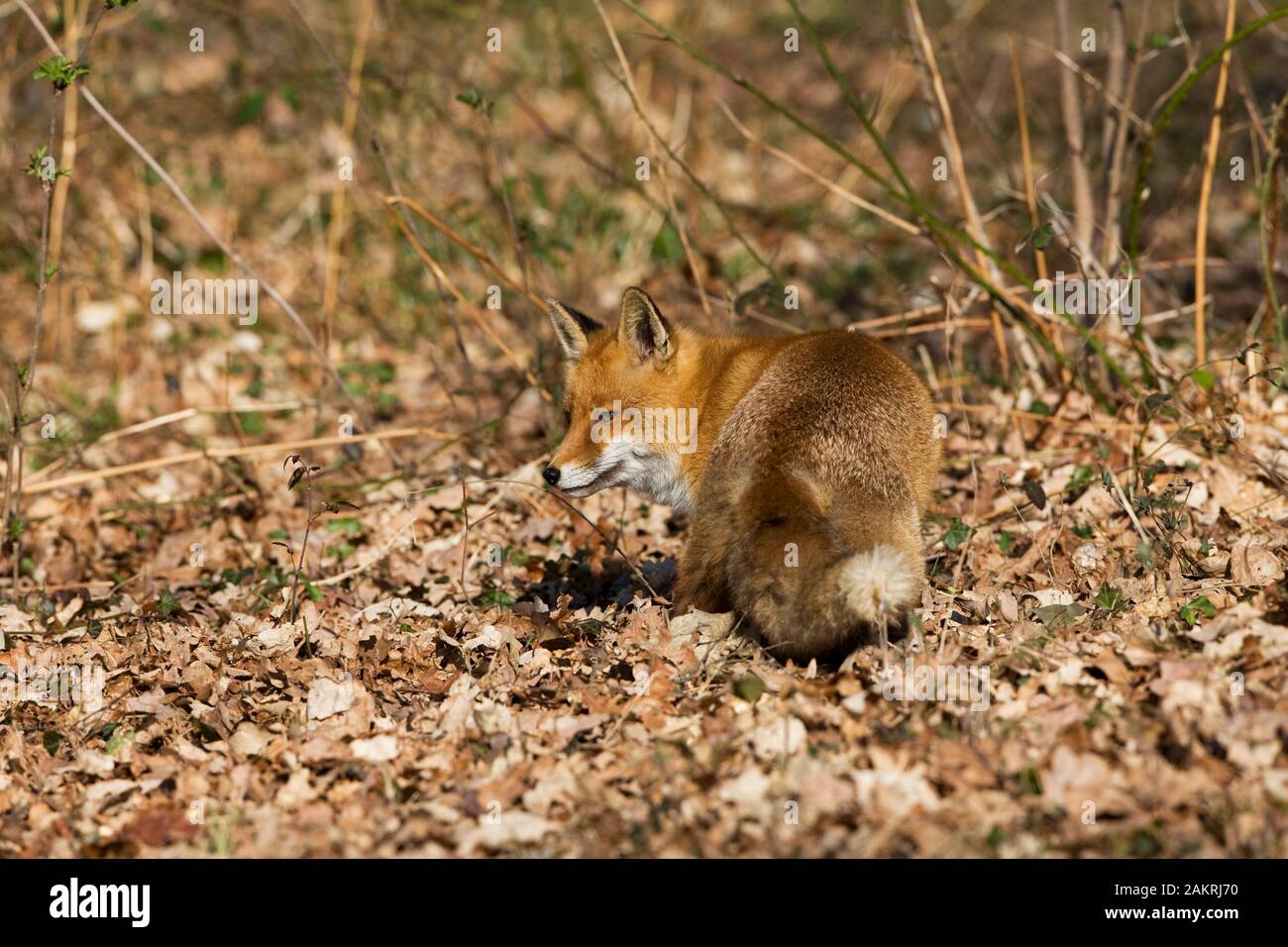 Rear view red fox hi-res stock photography and images - Alamy