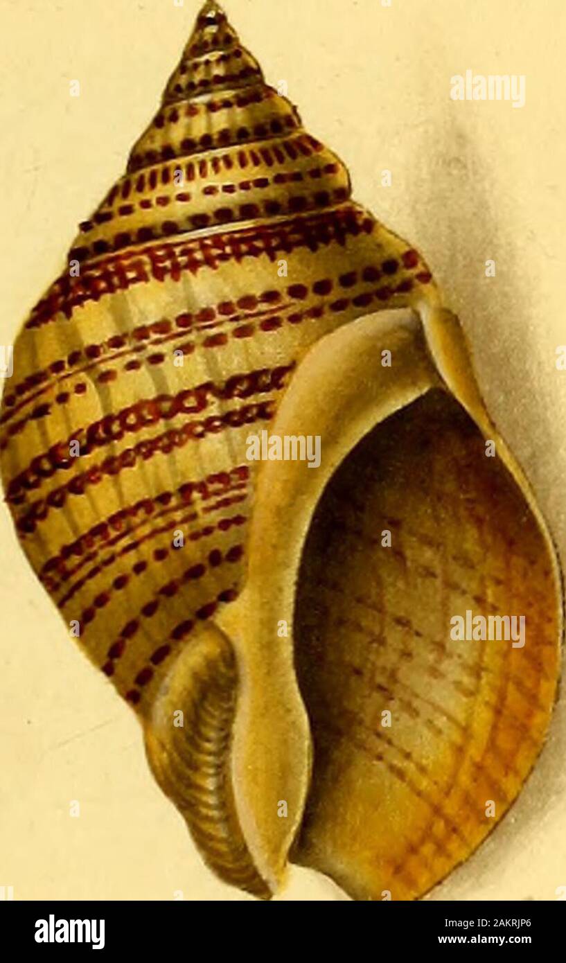 The universal conchologist : exhibiting the figure of every known shell ...