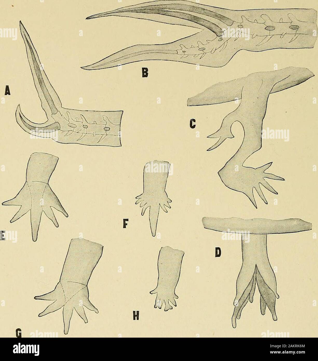 Regeneration . uce, experimentally,double limbs in Triton cT-istatiis ...