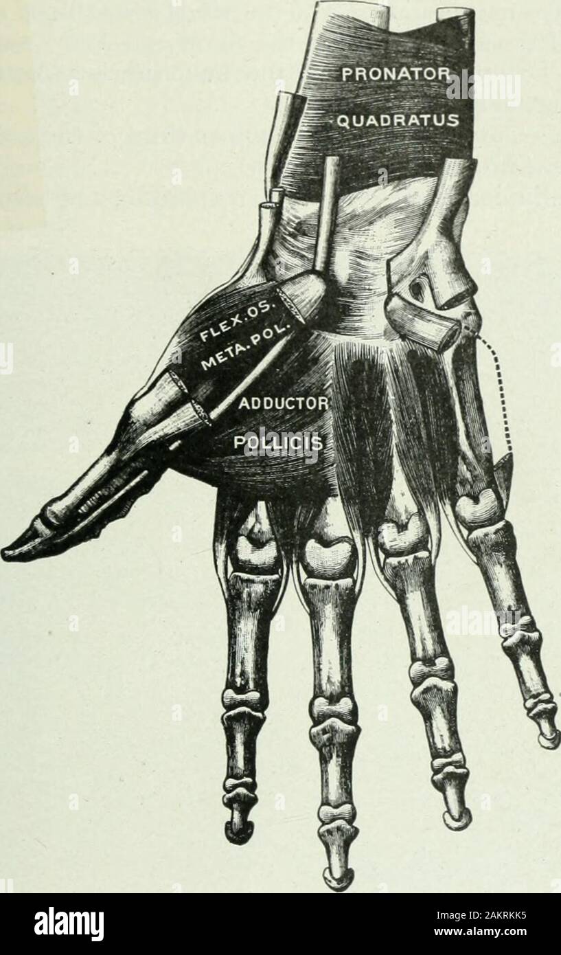 Supinator muscles hi-res stock photography and images - Alamy