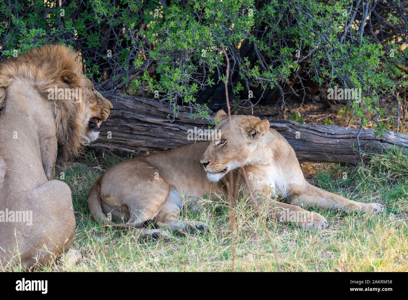 Male lion (Panthera leo) approaching sitting lioness prior to mating in ...