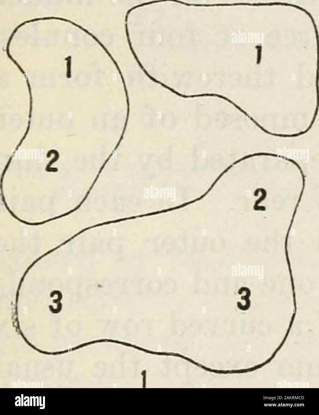 Proceedings of the United States National Museum . ^ a sharp ridge. The ...