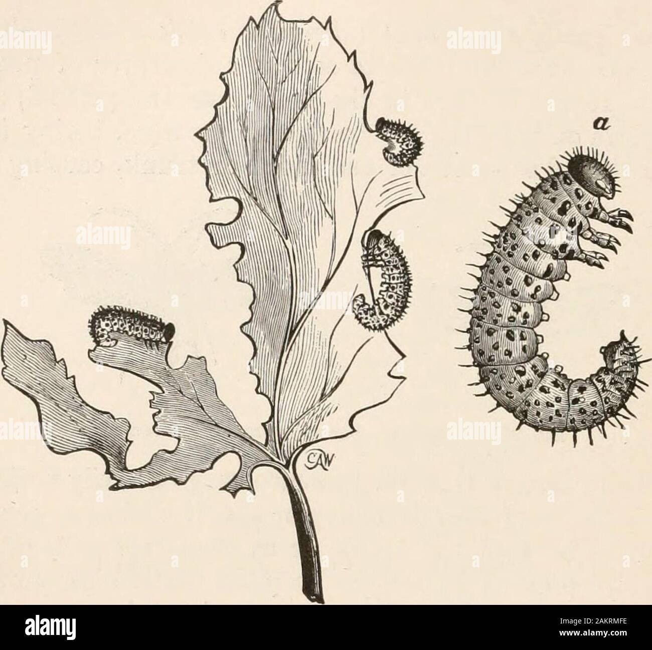 Entomology for beginners; for the use of young folks, fruitgrowers ...