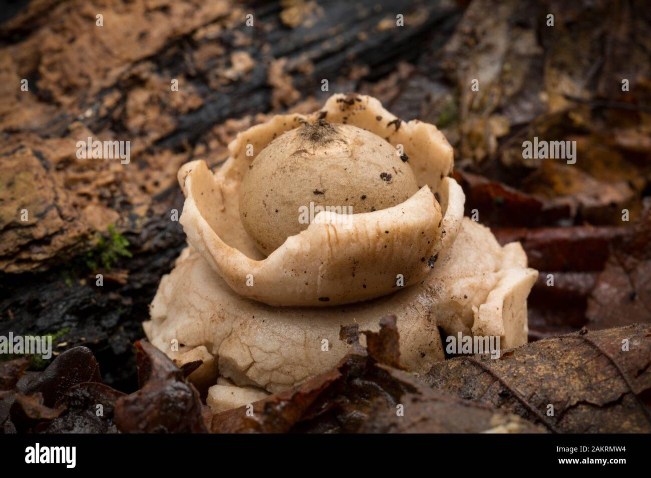 Unusual fungi hi-res stock photography and images - Alamy
