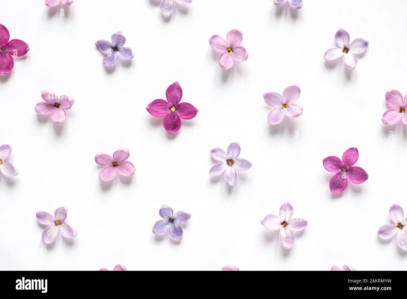 Flower background. Rows of many small purple and pink lilac flowers on ...