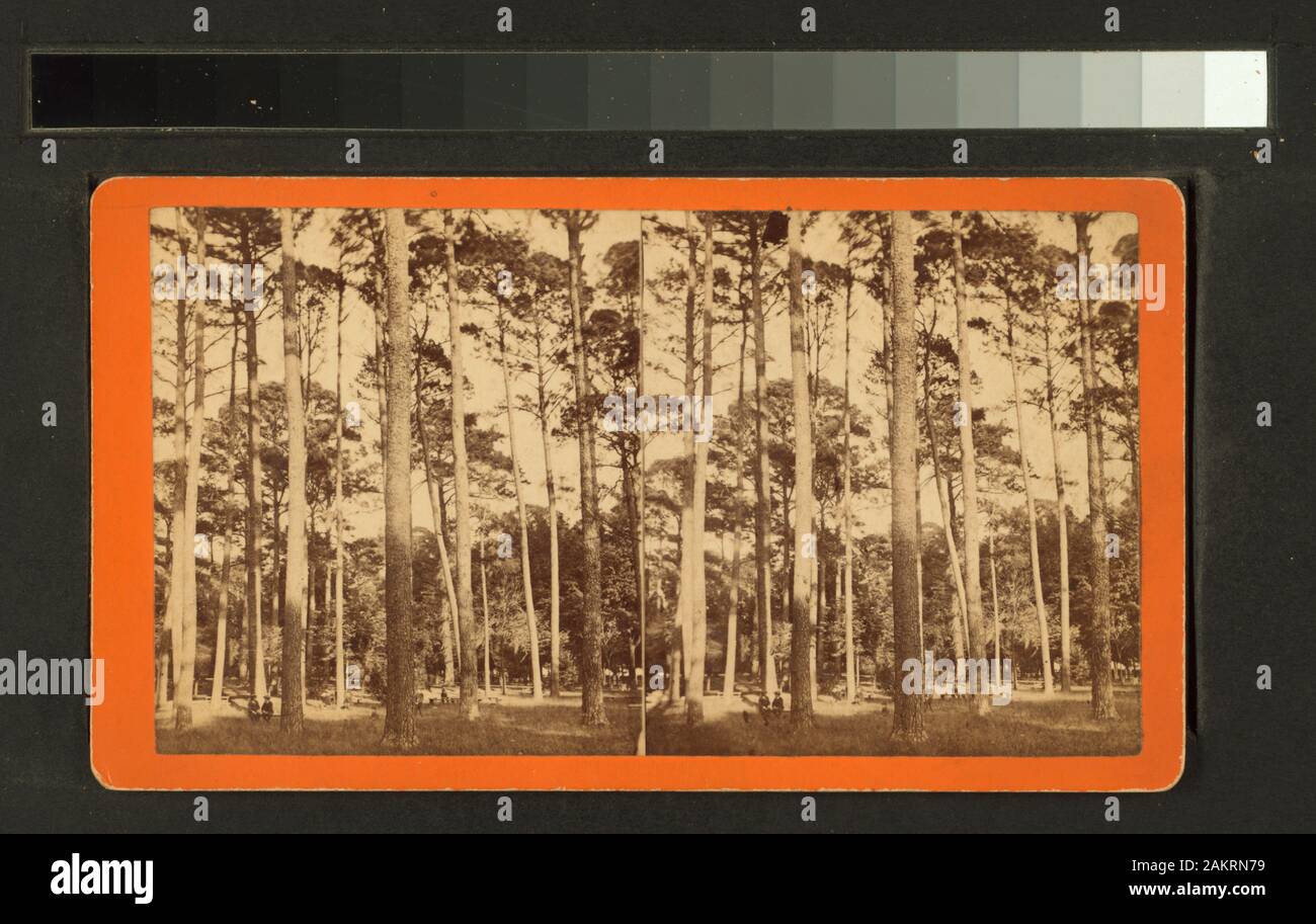 Pine trees in Forsyth Park, Savannah, Ga Pine trees in Forsyth Park ...