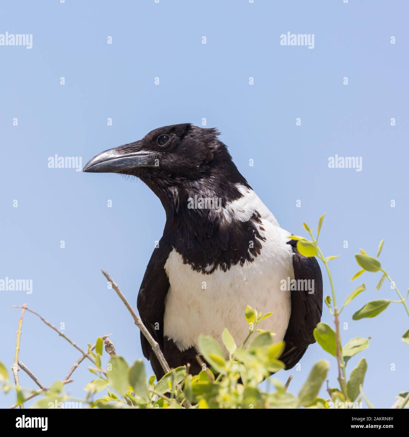 Pied crow hi-res stock photography and images - Alamy