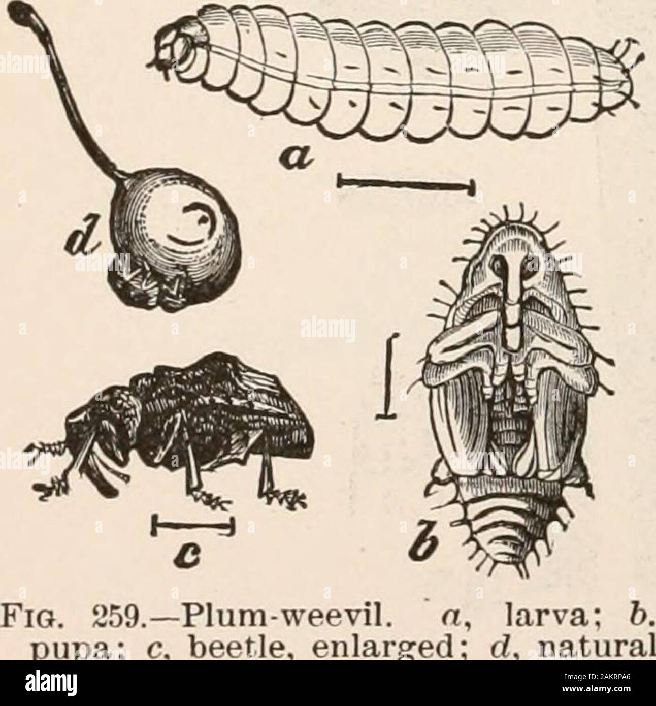 Entomology for beginners; for the use of young folks, fruitgrowers ...