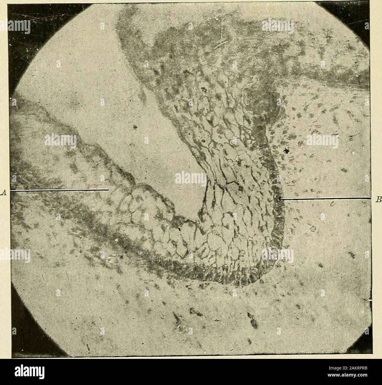 Principles and practice of operative dentistry . ^ ighii. HISTOLOGY OF ...