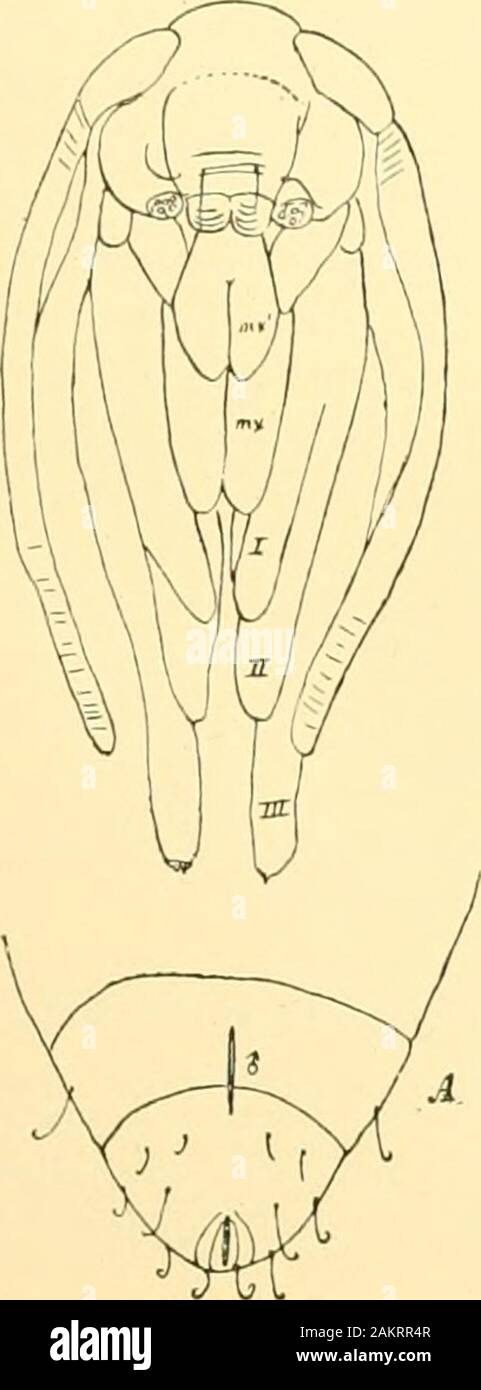 Labial form hi-res stock photography and images - Alamy