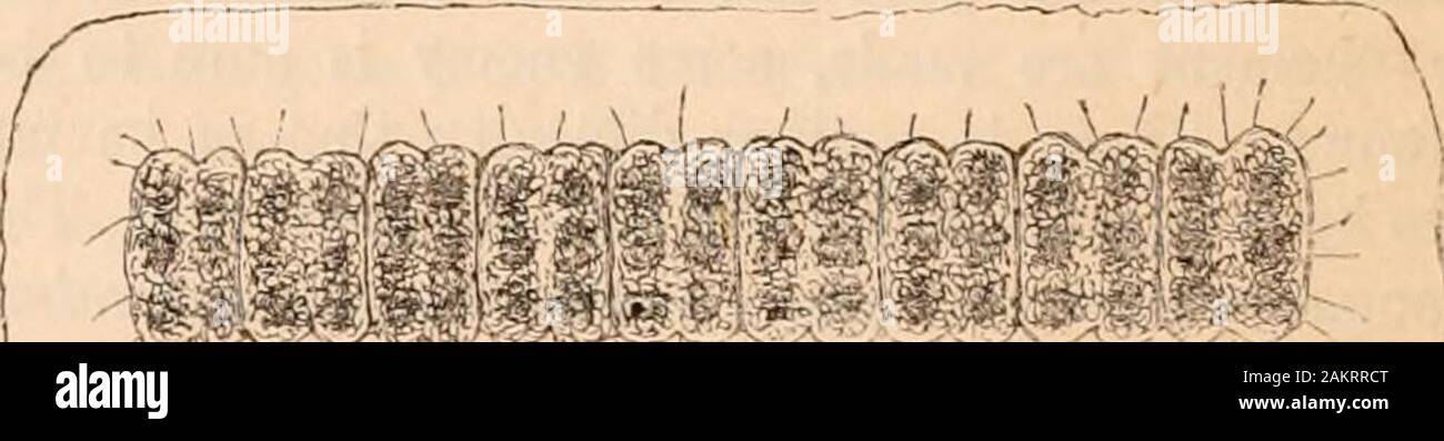 Docidium hi-res stock photography and images - Alamy