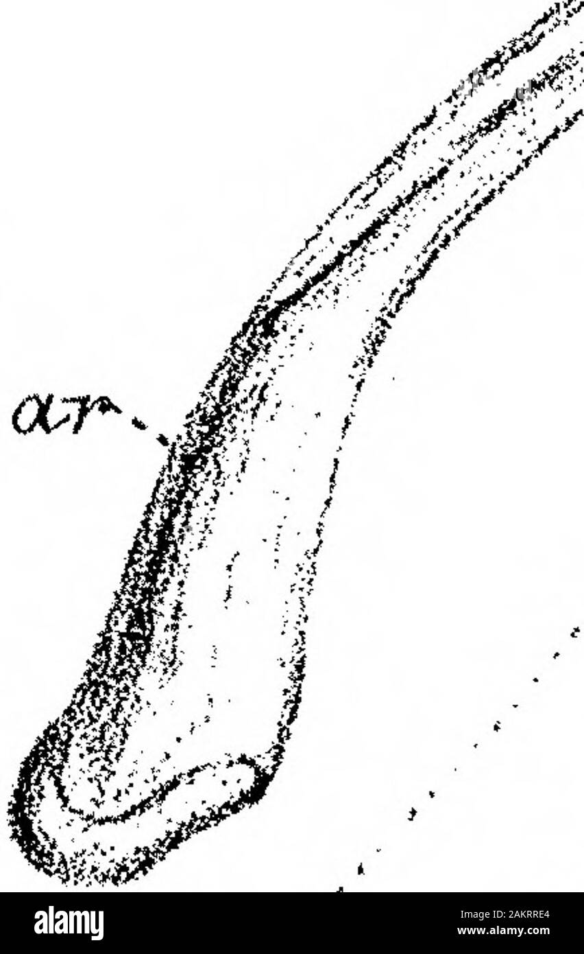 On the Structure and Development of the Skull in the BatrachiaPart II ...