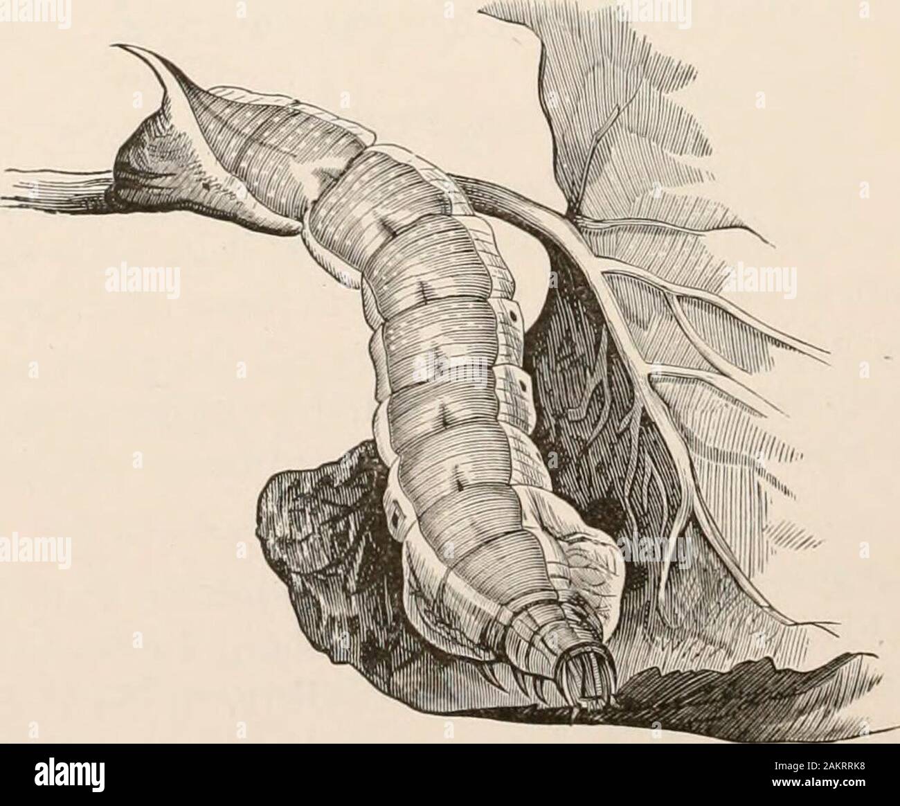 Rounded cocoon hi-res stock photography and images - Alamy