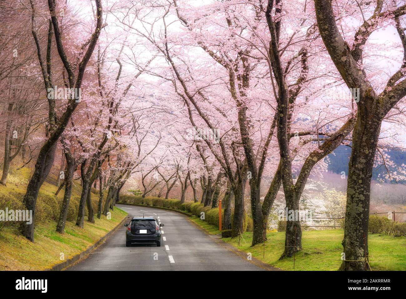 Beautiful view of Cherry blossom tunnel during spring season in April ...