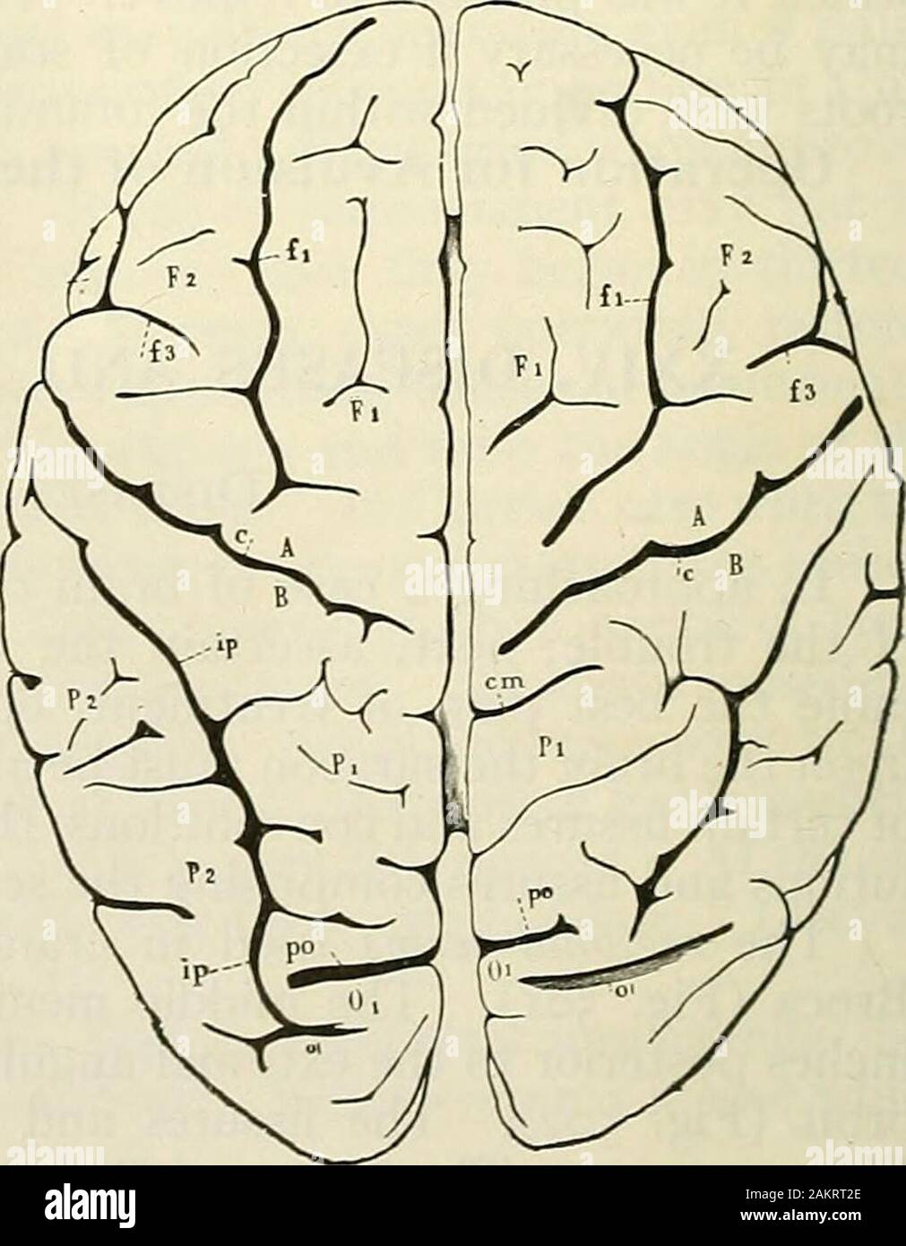 Angular artery hi-res stock photography and images - Alamy