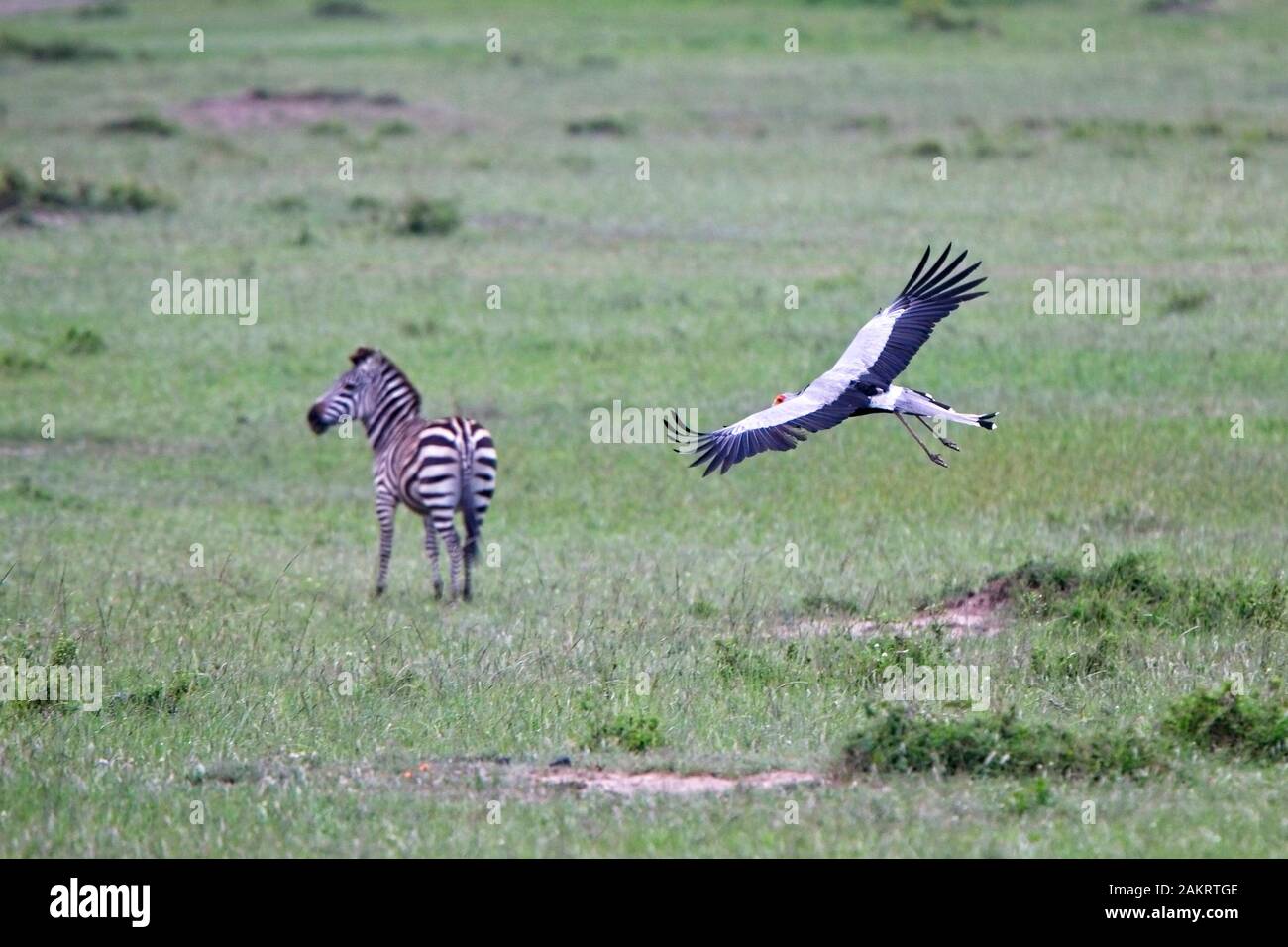 Secretary bird flying hi-res stock photography and images - Alamy