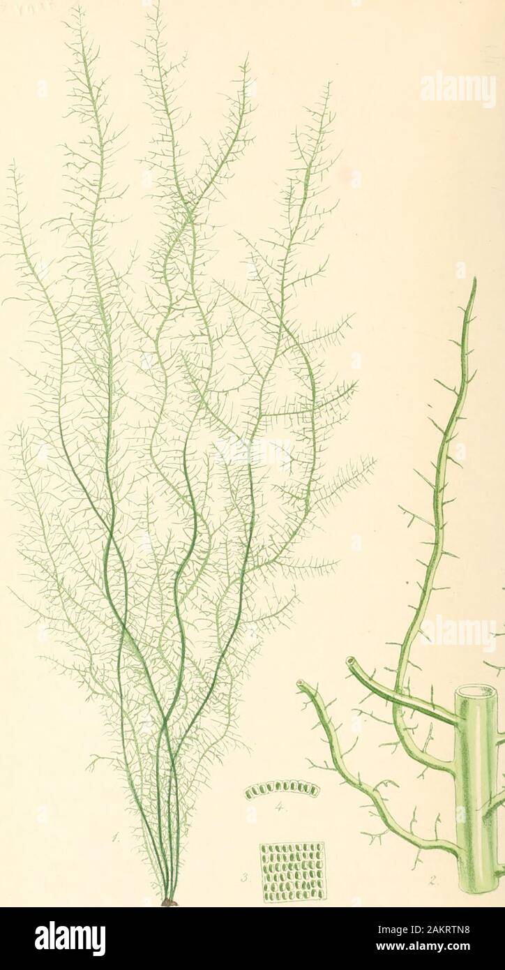 Ramulosa hi-res stock photography and images - Alamy