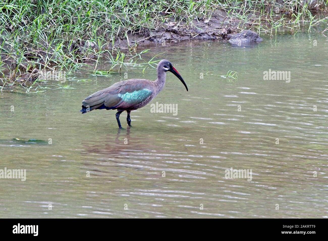 Hadada Ibis (Bostrychia hagedash), standing in the Talek River, Maasai ...