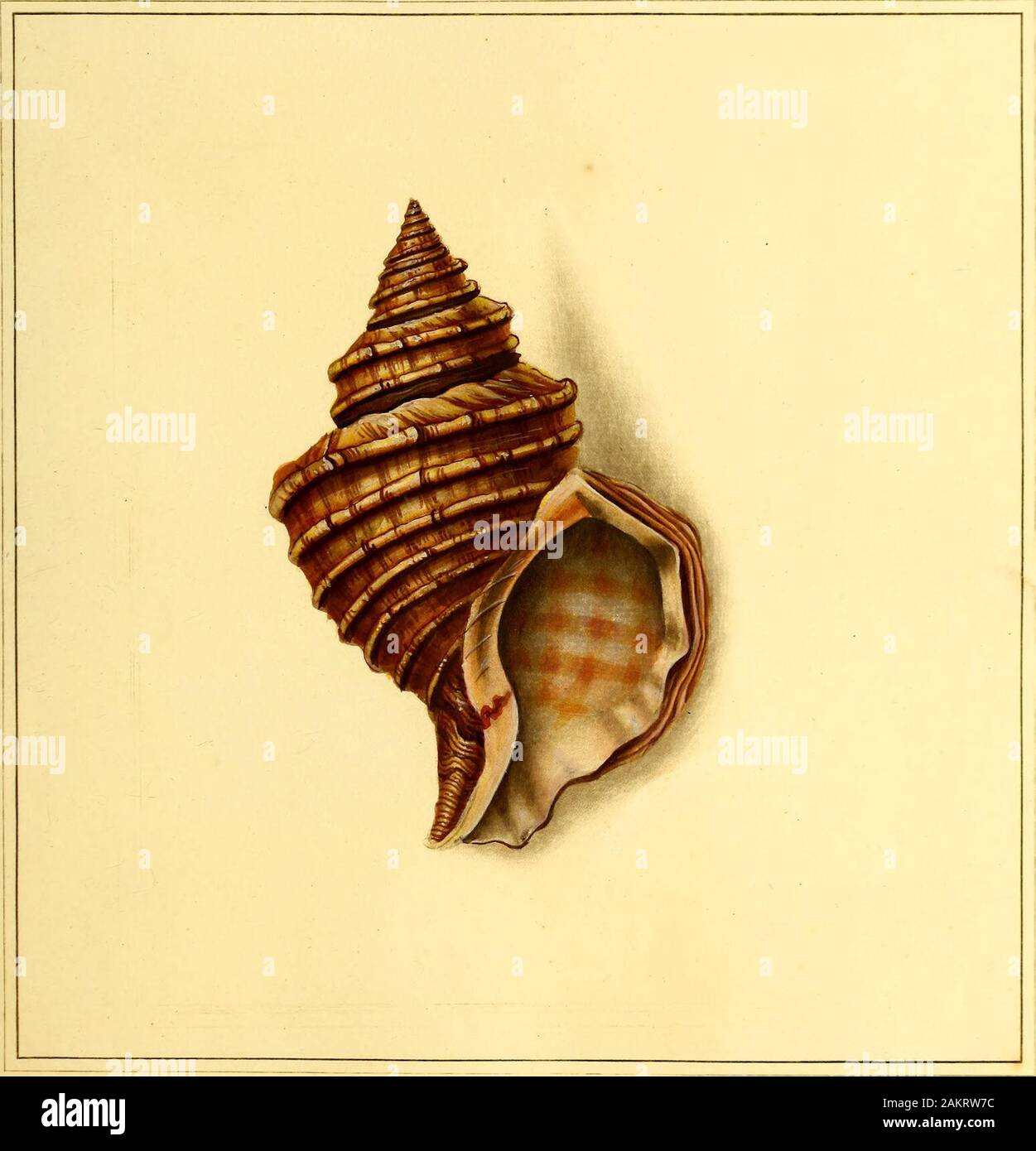 The universal conchologist : exhibiting the figure of every known shell ...