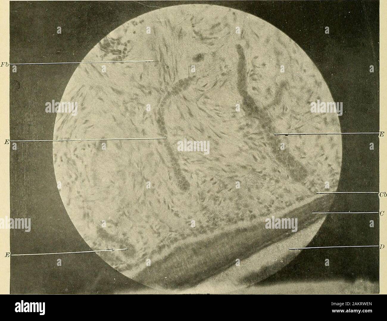 Principles and practice of operative dentistry . Fig. 197.—Vertical ...