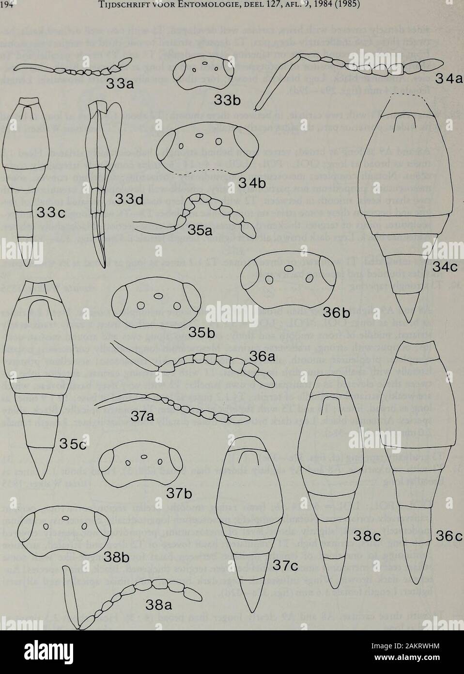 Propodeum High Resolution Stock Photography and Images - Alamy