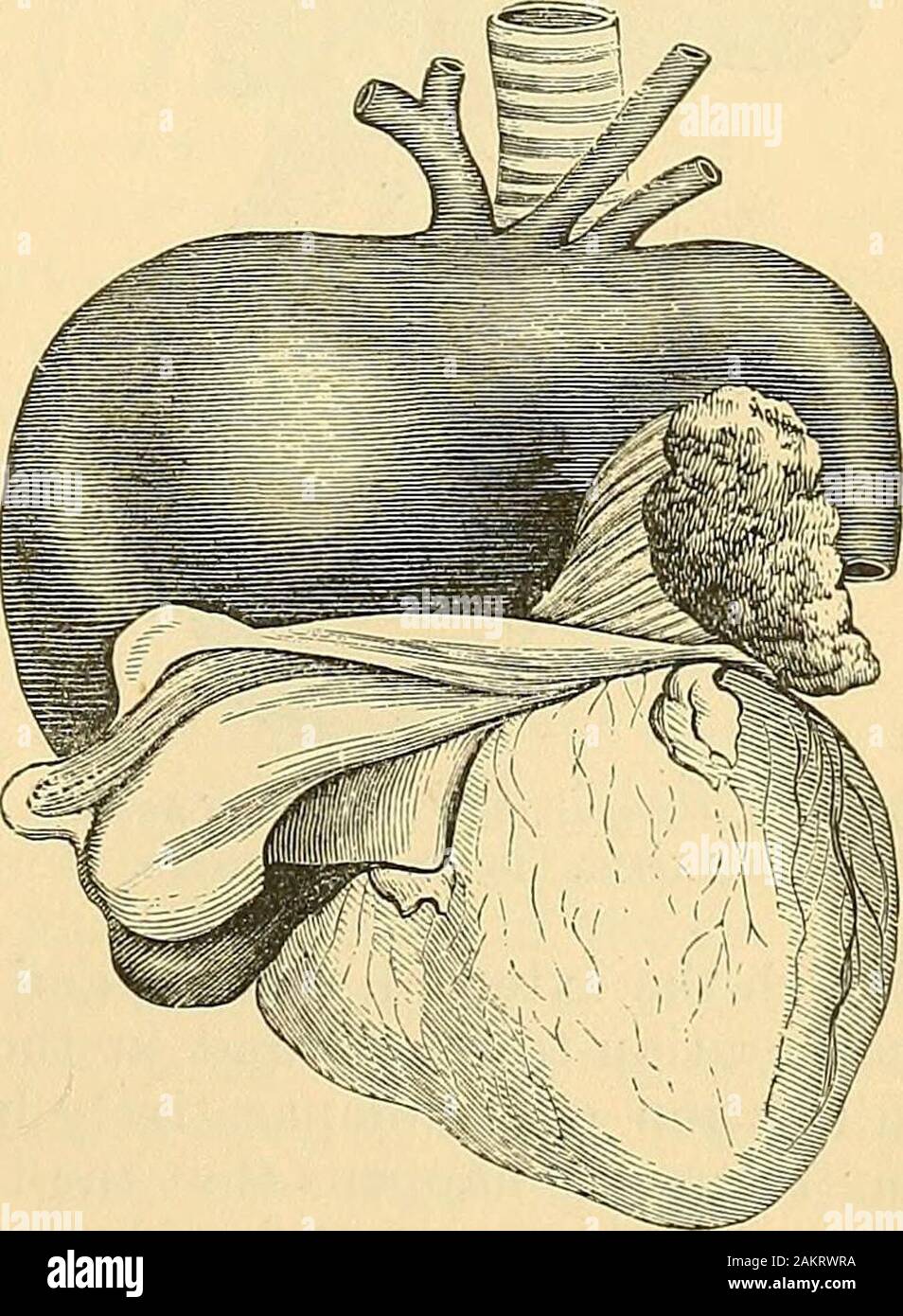 Sacculated hi-res stock photography and images - Alamy