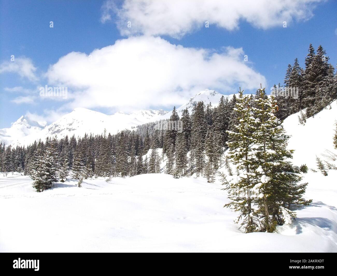 Snow covered valley floor with snow covered pine trees and blue skies ...