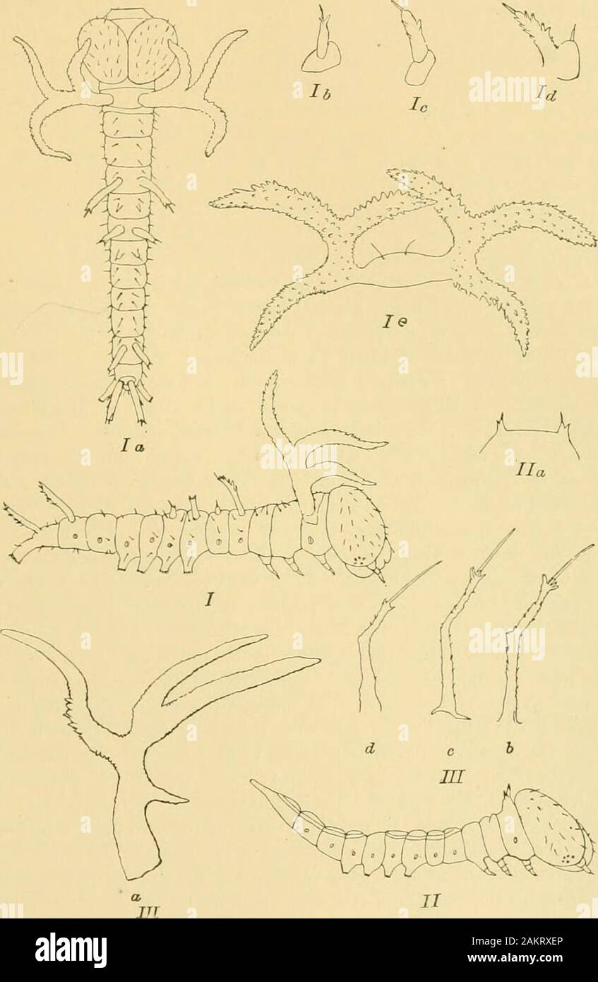 White discal markings hi-res stock photography and images - Alamy