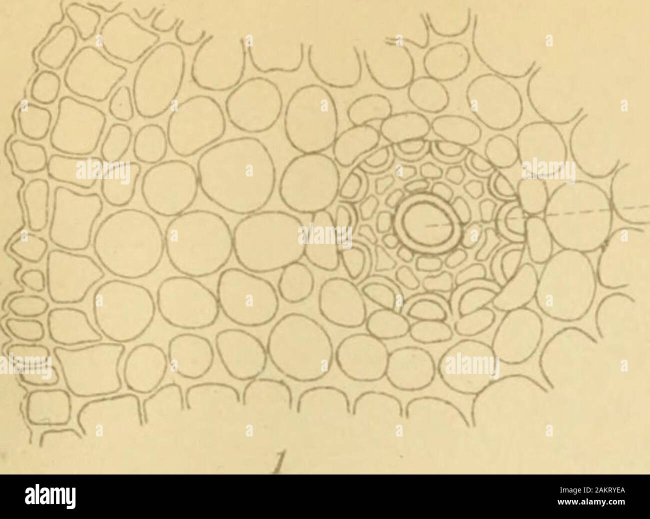 Querschnitt langsschnitt 1 hi-res stock photography and images - Alamy