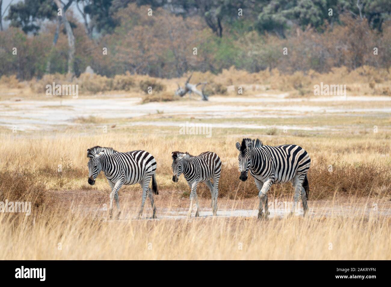 Female Burchell's zebra (Equus quagga) with foal in Khwai Concession ...