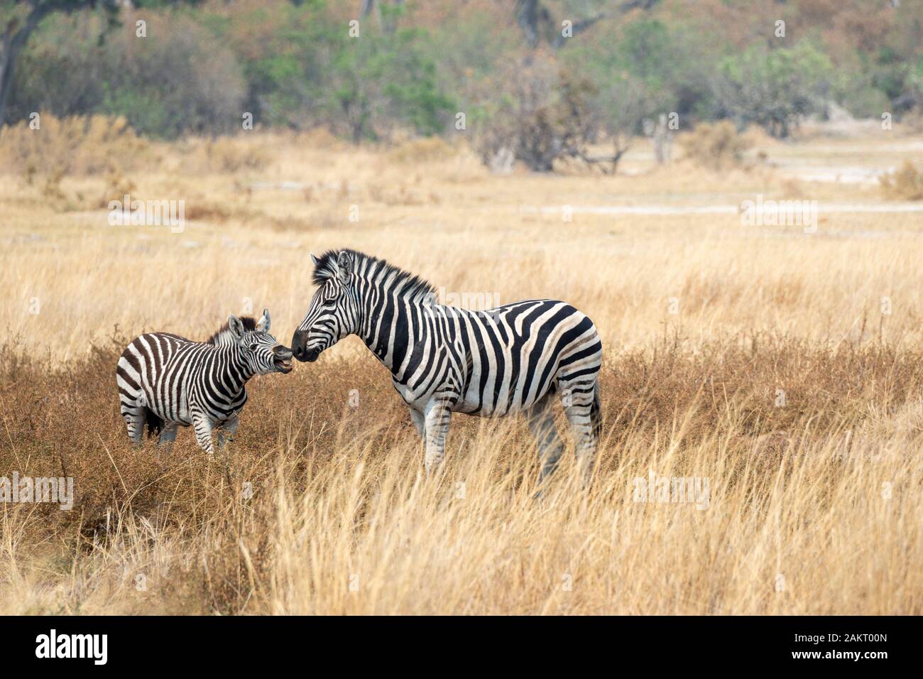 Female Burchell's zebra (Equus quagga) with foal in Khwai Concession ...