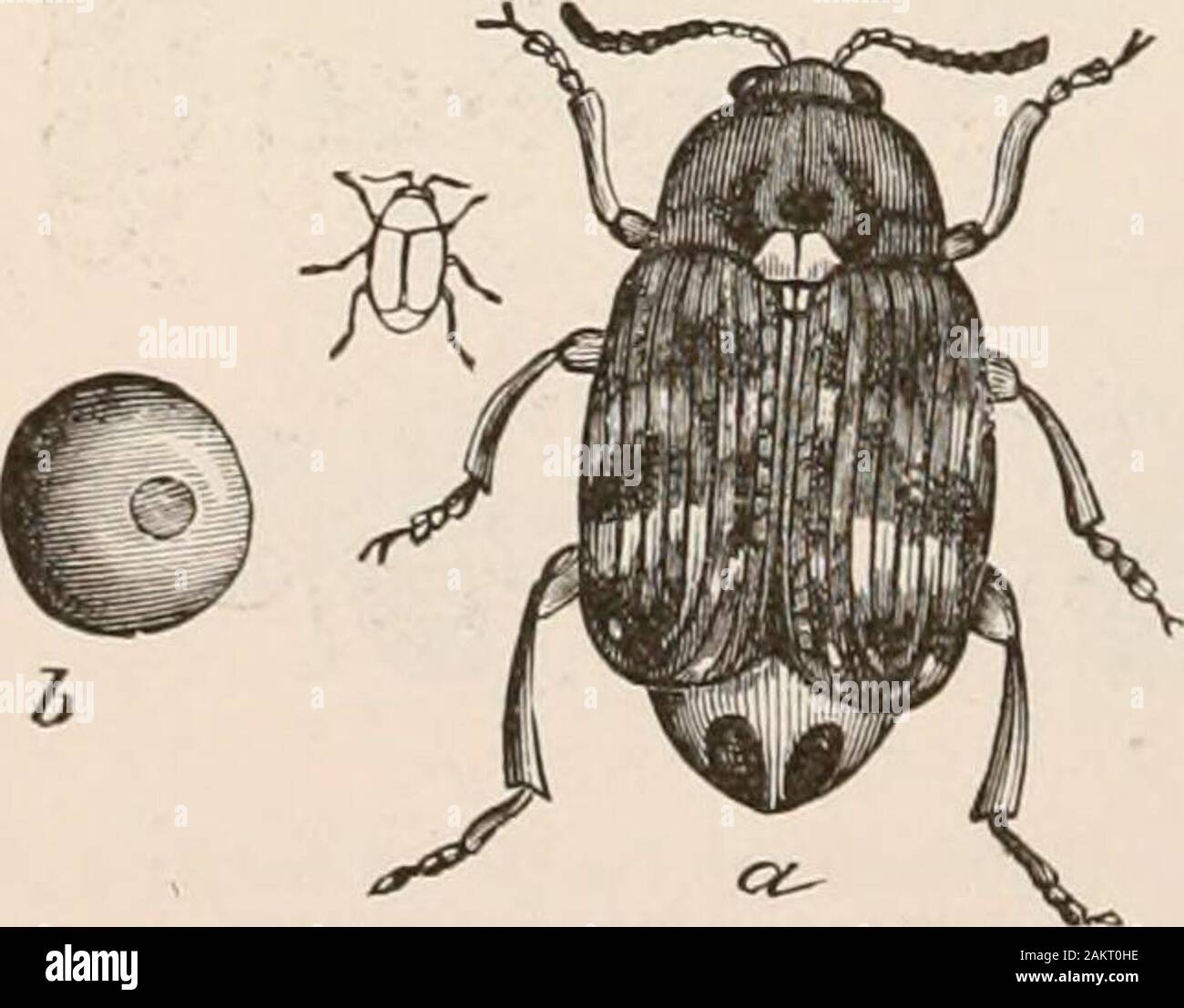 Pea and bean weevil hi-res stock photography and images - Alamy