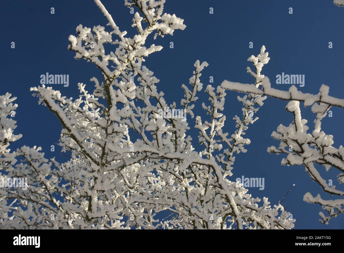 snow covered trees Stock Photo - Alamy