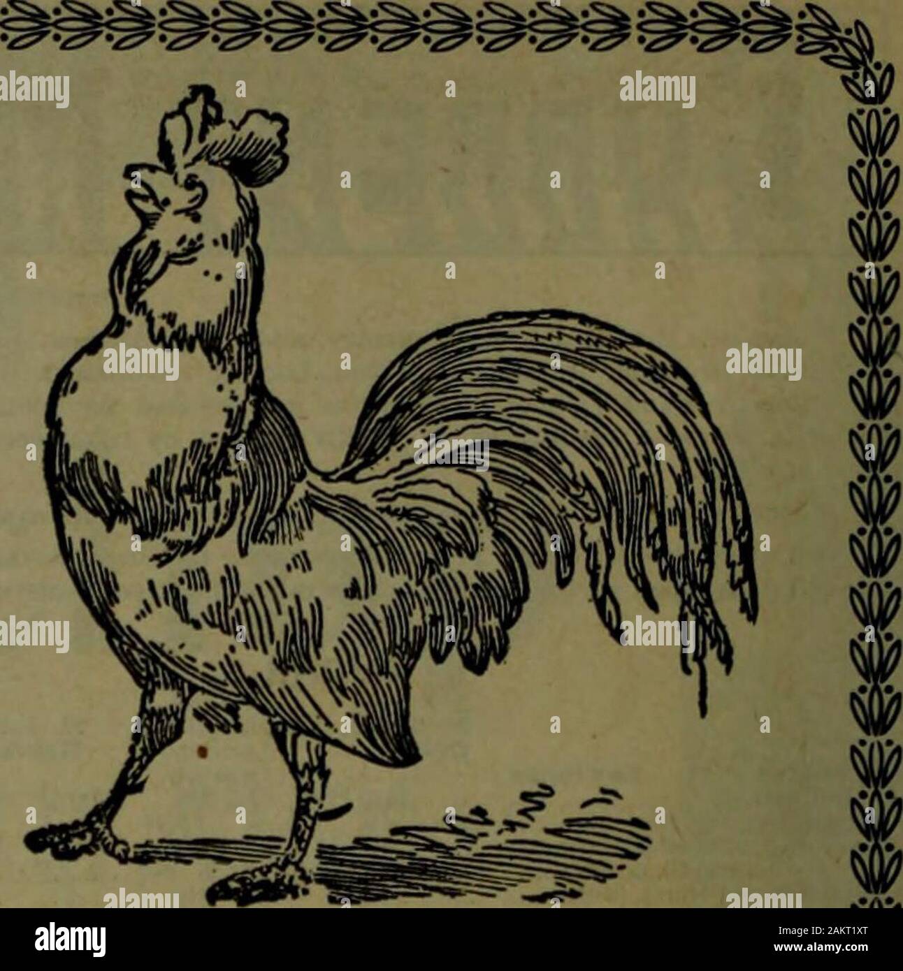 Imperial chickens hi-res stock photography and images - Alamy